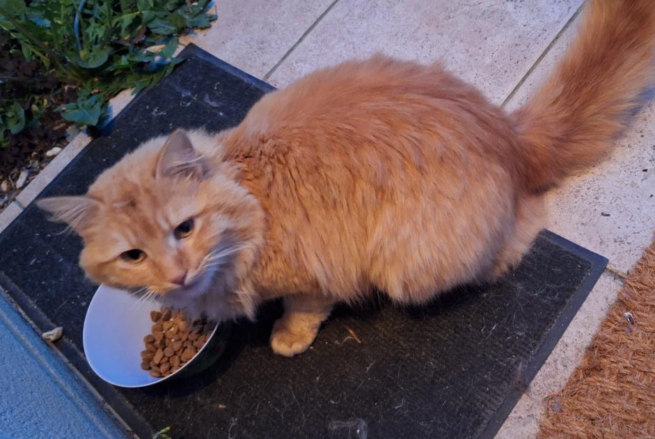 Solution de recherche de chats perdus et chats trouvés
